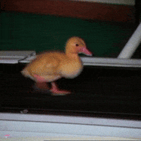Running Duck Gif