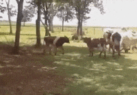 Fainting Goat Gif