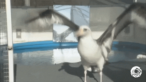 Seabird GIFs - Get the best GIF on GIPHY