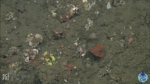 Octopus Cephalopod Week GIF by Science Friday - Find & Share on GIPHY
