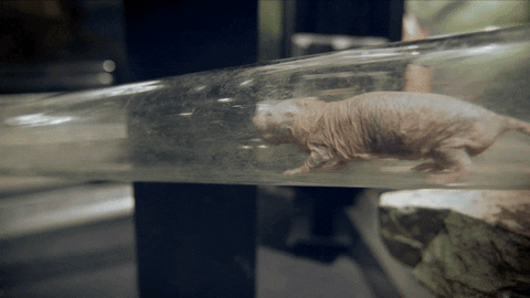 Mole Rat GIFs - Get the best GIF on GIPHY
