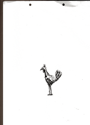 Chicken Flying GIFs - Get the best GIF on GIPHY