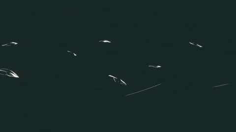 Animation Morphing GIF by Sabine Volkert - Find & Share on GIPHY