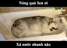 Vietnam Dog GIFs - Find & Share on GIPHY