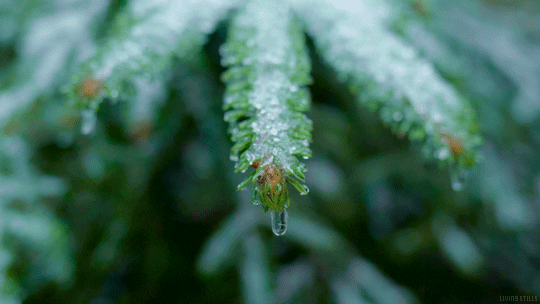 Winter Ice GIF by Living Stills - Find & Share on GIPHY