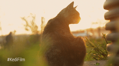 Discord Cat GIFs - Get the best GIF on GIPHY