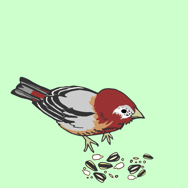 Birdseed GIFs - Get the best GIF on GIPHY
