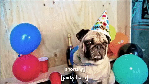 Party Pug GIFs - Get the best GIF on GIPHY
