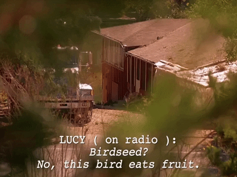 Birds Eating GIFs - Get the best GIF on GIPHY