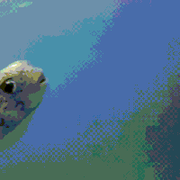 Cute Puffer Fish Gif