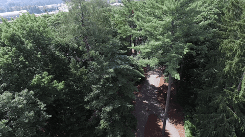 Fall Tree GIF by Dartmouth College - Find & Share on GIPHY