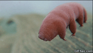 Tardigrade Gif