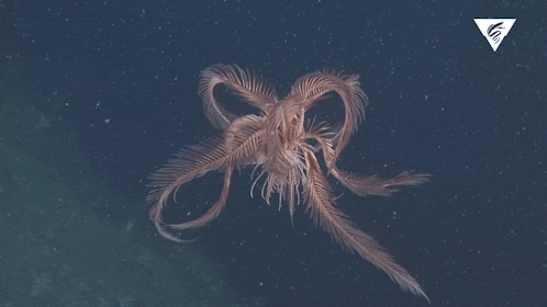 Swimming-crinoid GIFs - Get the best GIF on GIPHY