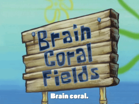 Brain-coral GIFs - Get the best GIF on GIPHY