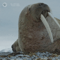 Gifs Beoite Walrus Walrus GIFs Find & Share On GIPHY