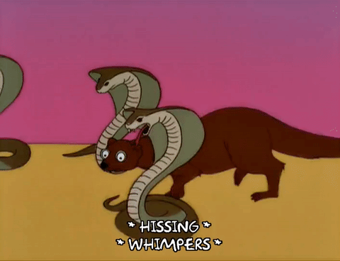 Episode 7 Snakes GIF - Find & Share on GIPHY