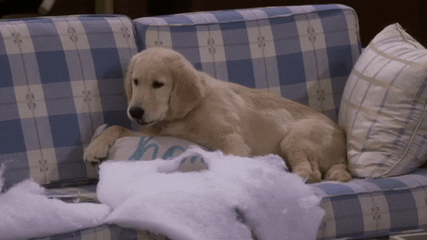 Cosmo The Spacedog GIFs - Get the best GIF on GIPHY