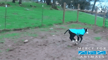 Space Fencing GIFs - Find & Share on GIPHY