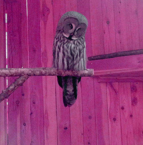 Tawny-owl GIFs - Get the best GIF on GIPHY