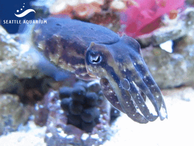 Cuttlefish Color Change Gif