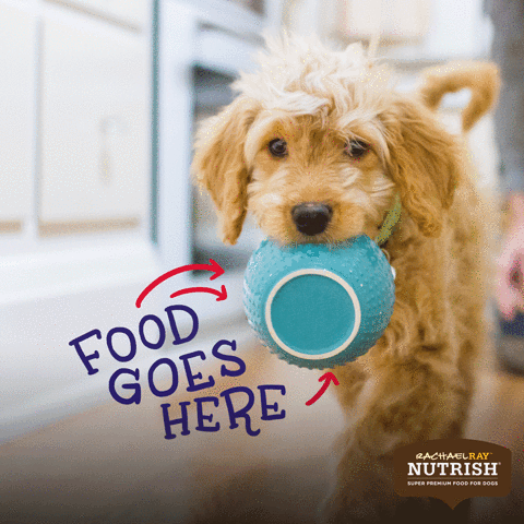 Labradoodle Puppy GIFs - Find & Share on GIPHY