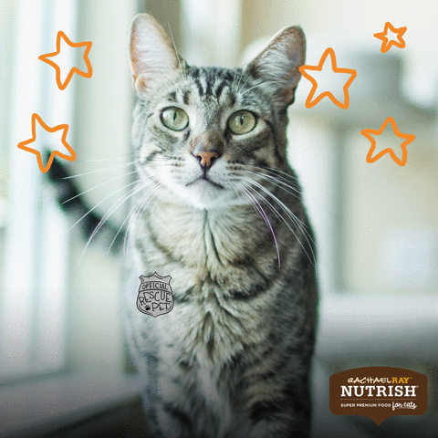 Rescue-pet GIFs - Get the best GIF on GIPHY