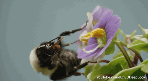 GIF by KQEDScience - Find & Share on GIPHY