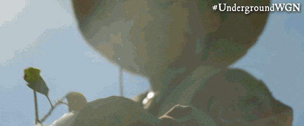 Picking-cotton GIFs - Get the best GIF on GIPHY