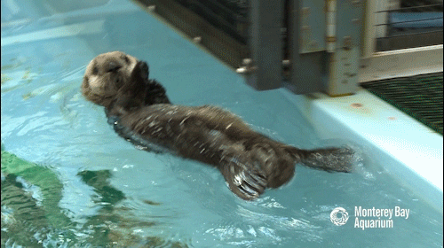 Otters Gif