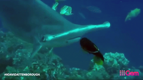 The Blue Planet GIFs - Get the best GIF on GIPHY