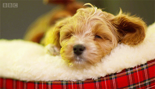Dog Sleeping GIF by BBC - Find & Share on GIPHY