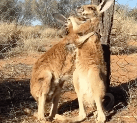 Kangaroos GIF by Mashable - Find & Share on GIPHY