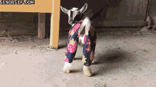 Baby Goats Running Gif