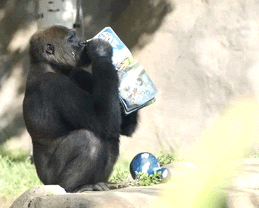Monkey Reading GIFs - Get the best GIF on GIPHY