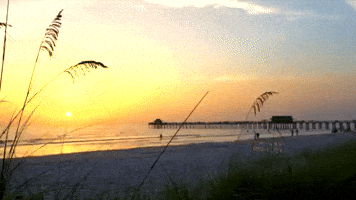 Hillsborough County Sheriffs Office Florida GIFs - Find & Share on GIPHY