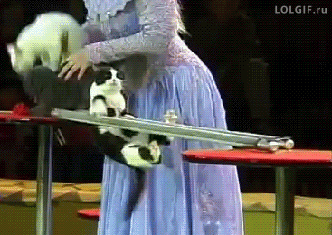New trending GIF tagged gymnastics cat boot camp… | Trending Gifs
