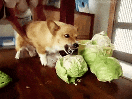 Dancing Lettuce GIFs - Find & Share on GIPHY