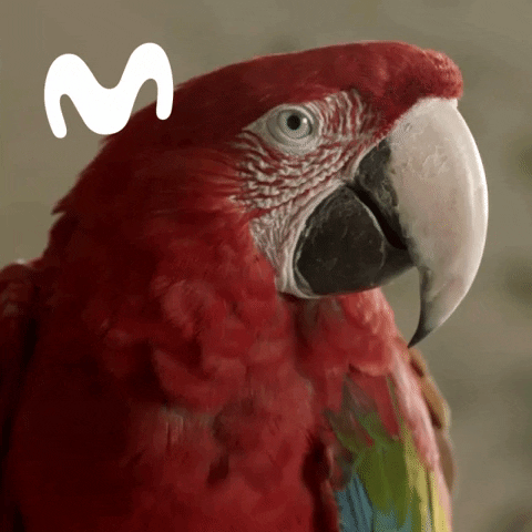 Loro Movistar GIFs - Find & Share on GIPHY