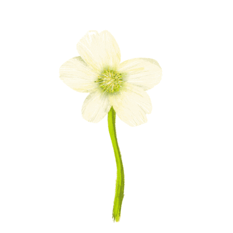 (Spring)Flowers by Increase Creativity | GIPHY