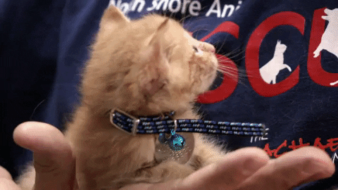 Kitten Bowl GIFs - Get the best GIF on GIPHY