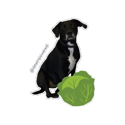 Vet Empowered GIFs on GIPHY - Be Animated