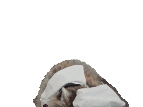 Stickers GIFs on GIPHY - Be Animated