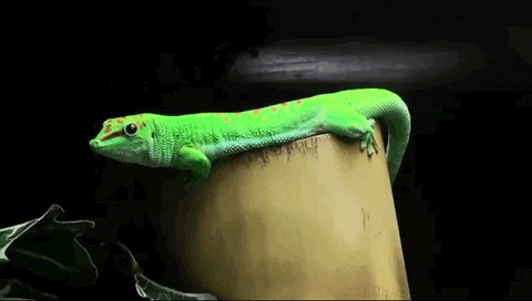 Madagascar Giant Day Gecko GIFs - Get the best GIF on GIPHY