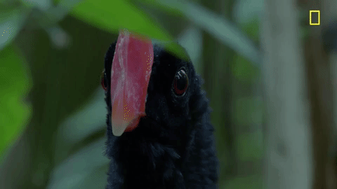 Hostile Planet: Jungle by National Geographic TV | GIPHY