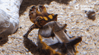 Flamboyant Cuttlefish Gif