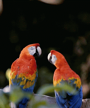 Lears Macaw GIFs - Get the best GIF on GIPHY