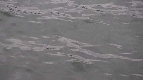 Dark Water GIF by JC Property Professionals - Find & Share on GIPHY