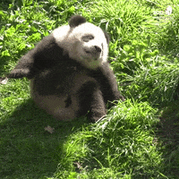 Red Panda Attack Gif