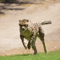 Cheetah Hunting Gif