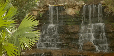 Zilker Botanical Garden GIFs - Get the best GIF on GIPHY